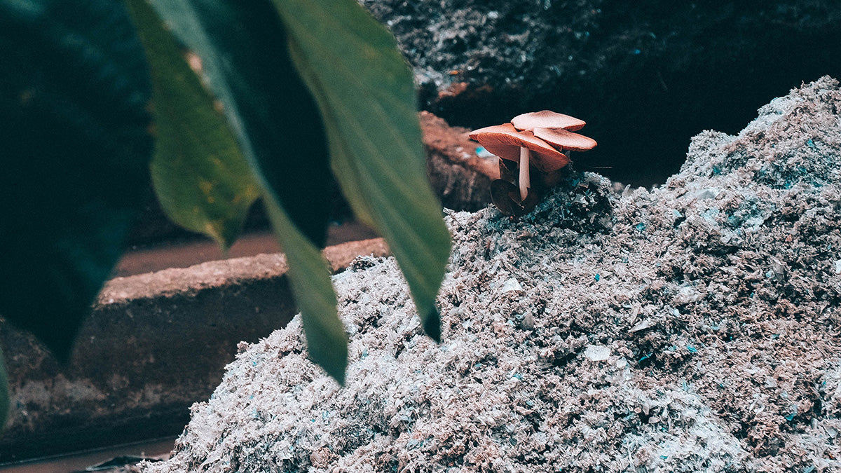 How an IMPAC+® project is converting plastic waste into bricks for con ...