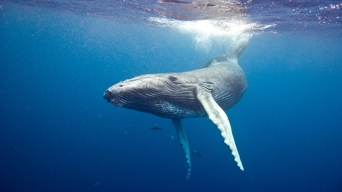 The FTC’s move to strengthen Green Guides for brand marketing is “desp ...